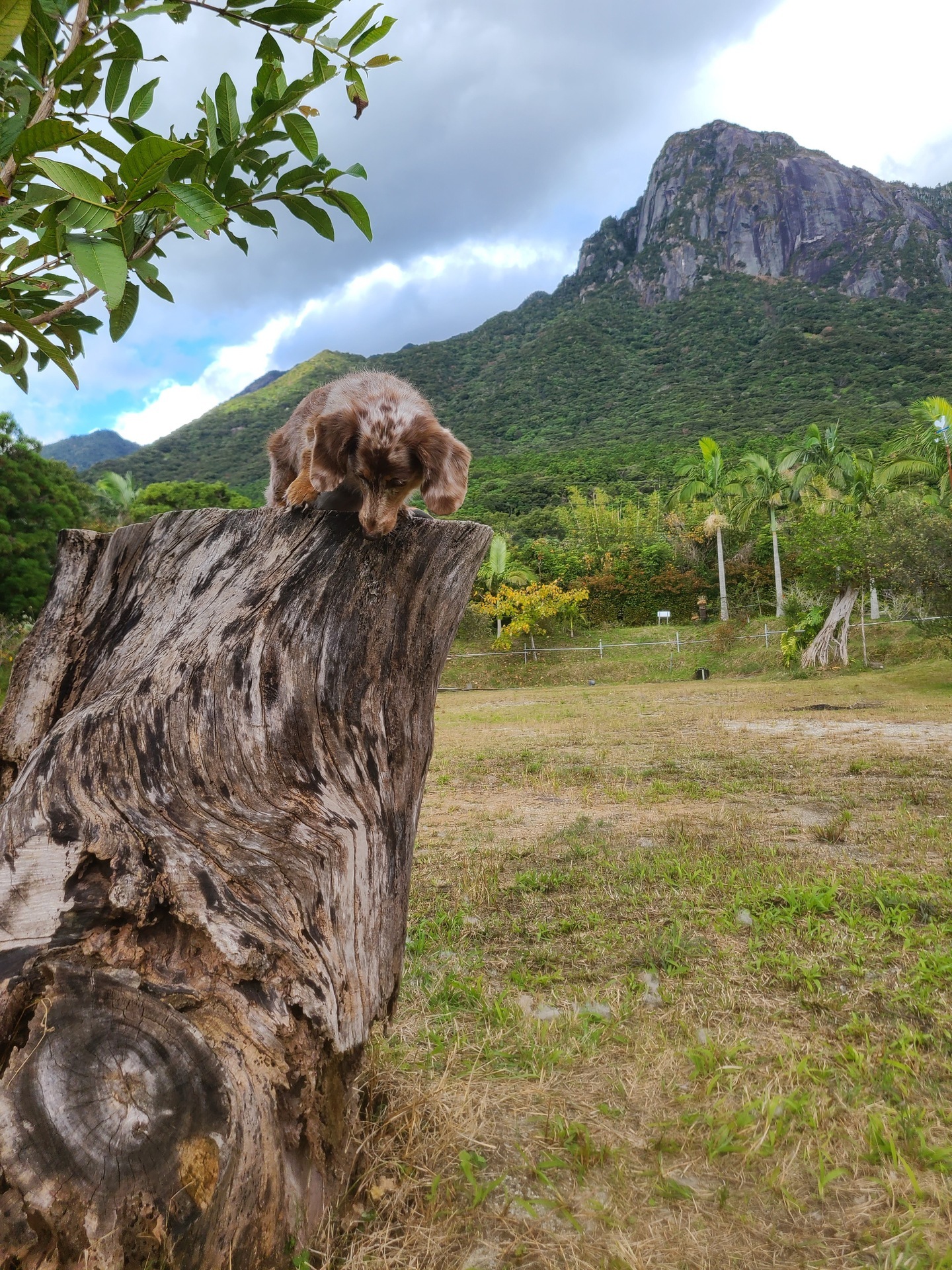 愛犬の毛刈り: 屋久島で暮らす