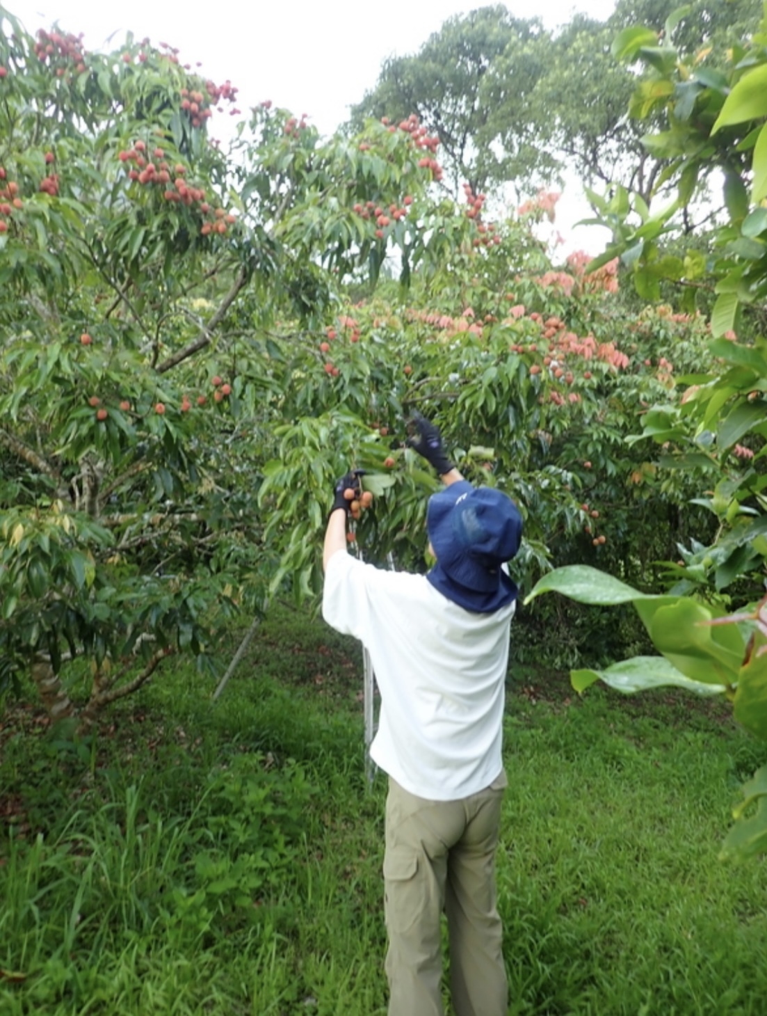 果樹園を売却: 屋久島で暮らす